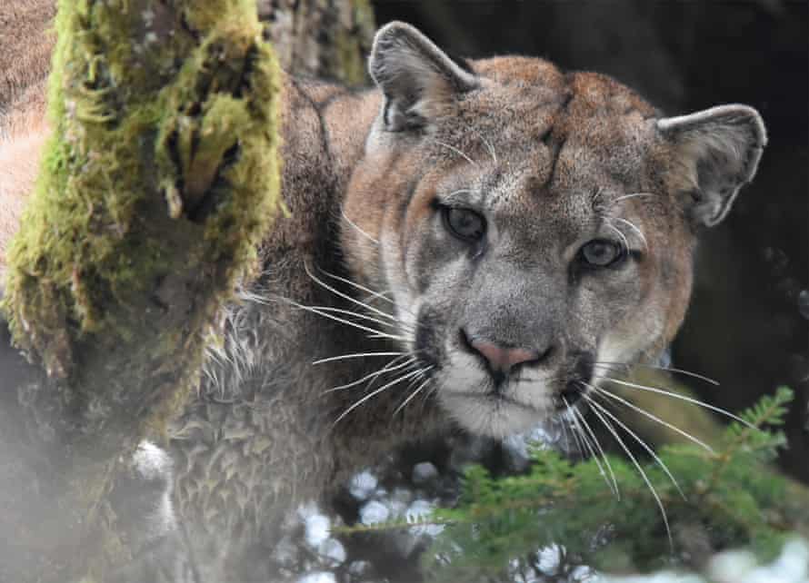 Top cat: por qué el puma es un líder influyente en el reino animal ...