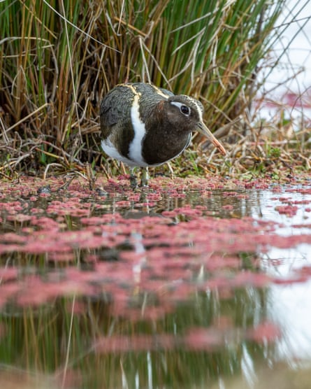 ave en peligro de extinción: el misterio de la agachadiza pintada 'casi ...